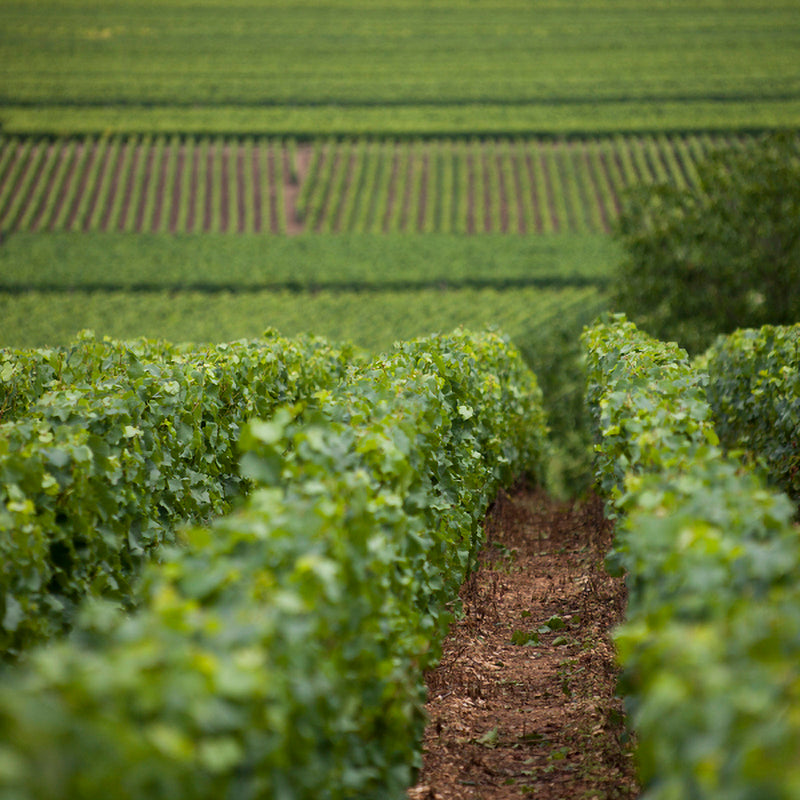 Domaine Jacques Carillon | Burgundy | Millesimes